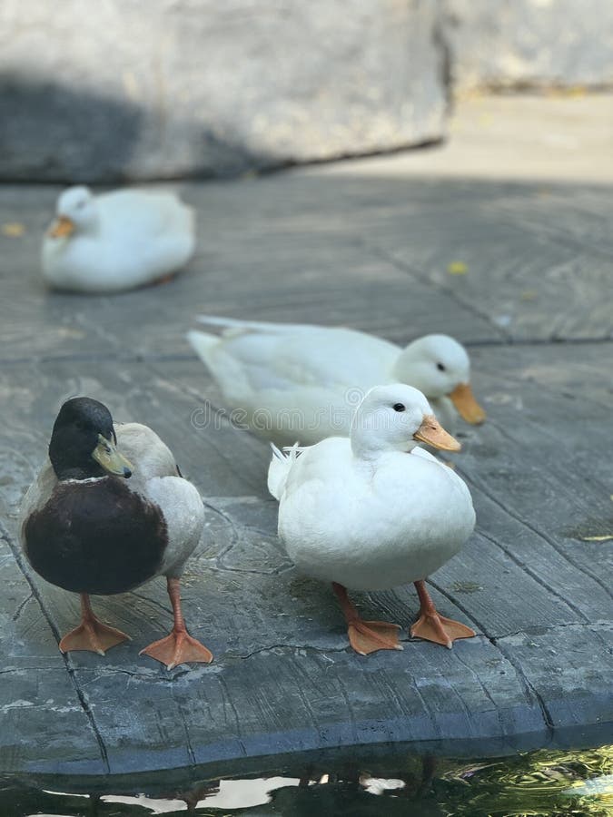 Cute duck stock photo. Image of goose, wildlife, shorebird - 365271338