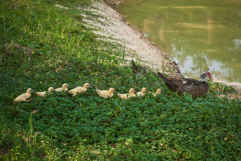Cute Duck and Duckling Walk in Row Stock Image - Image of group, cute ...
