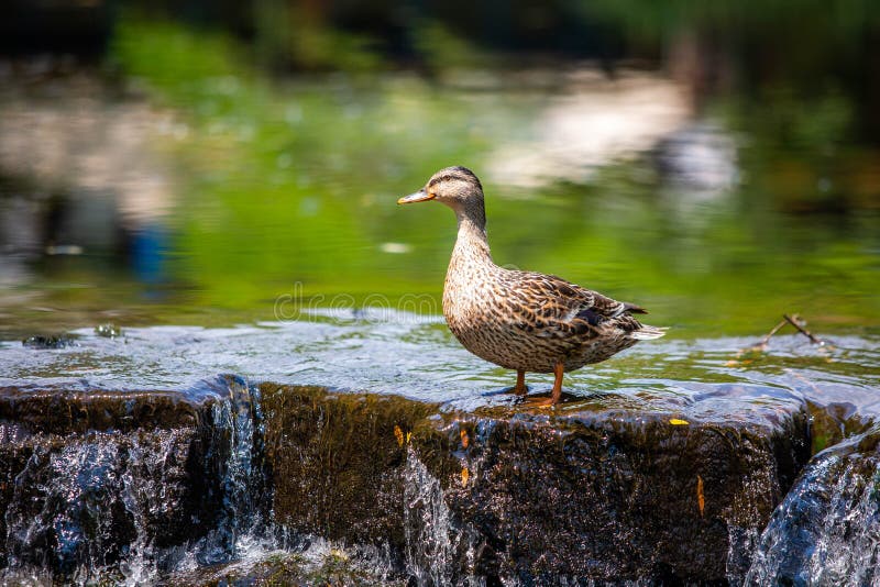 Cute Duck on the Edge of a River Fall Stock Image - Image of bird ...