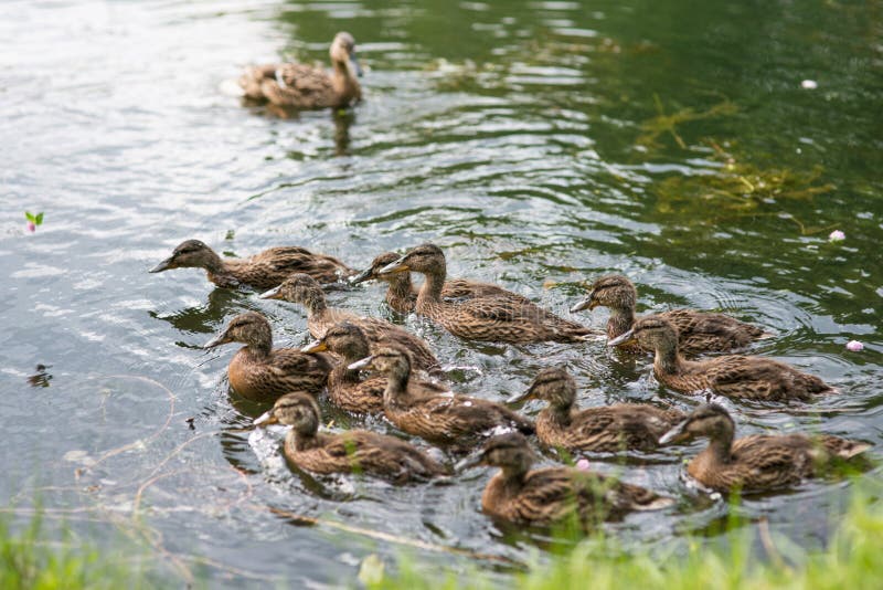 Duck Family Have Fun in Water Stock Image - Image of duckling, cute ...