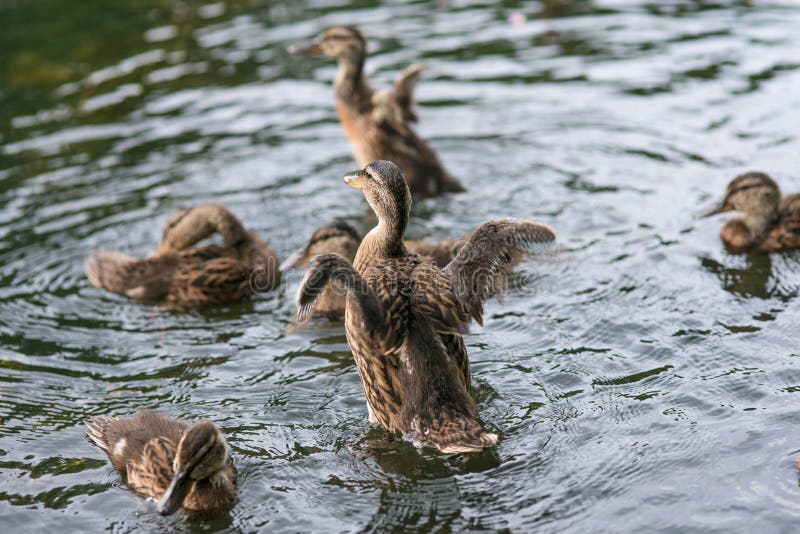 Duck Family Have Fun in Water Stock Photo - Image of birds, bird: 183168170