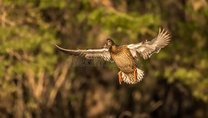 Cute Duck in Flight on a Sunny Day Stock Image - Image of nature ...