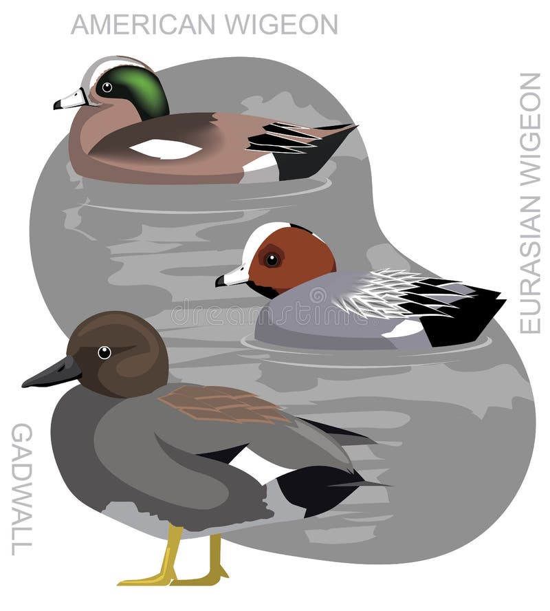 Cute Duck Gadwall Wigeon Set Cartoon Vector Stock Vector - Illustration ...