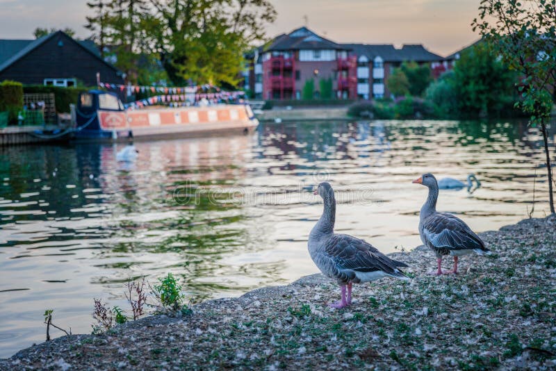 Cute Duck at the River Thames Stock Image - Image of wing, animal ...