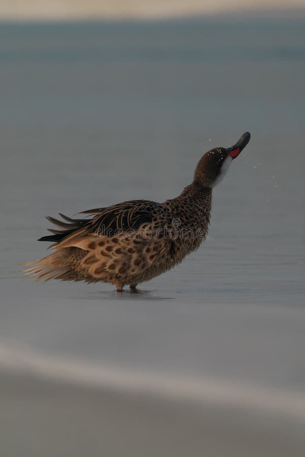 101 Duck Shaking Off Water Stock Photos - Free & Royalty-Free Stock ...
