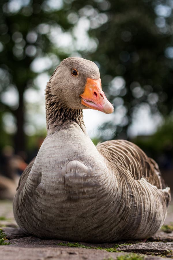 675 Angry Duck Stock Photos - Free & Royalty-Free Stock Photos from ...