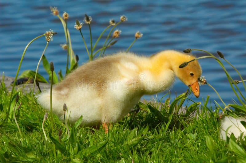 Cute duckling stock photo. Image of baby, little, background - 2465598
