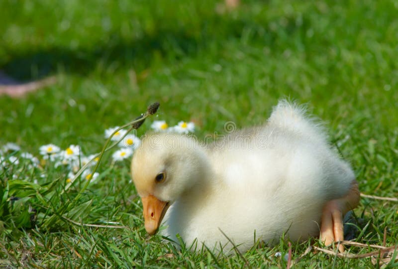 Cute duckling stock image. Image of lovely, eastern, feather - 2465607