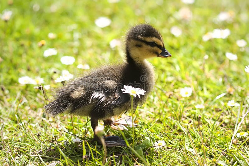 Cute Duckling stock photo. Image of grass, sweet, white - 25388076