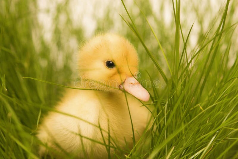 Cute duckling stock photo. Image of funny, holiday, green - 9343872