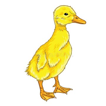 Muscovy Duck Stock Illustrations – 217 Muscovy Duck Stock Illustrations ...