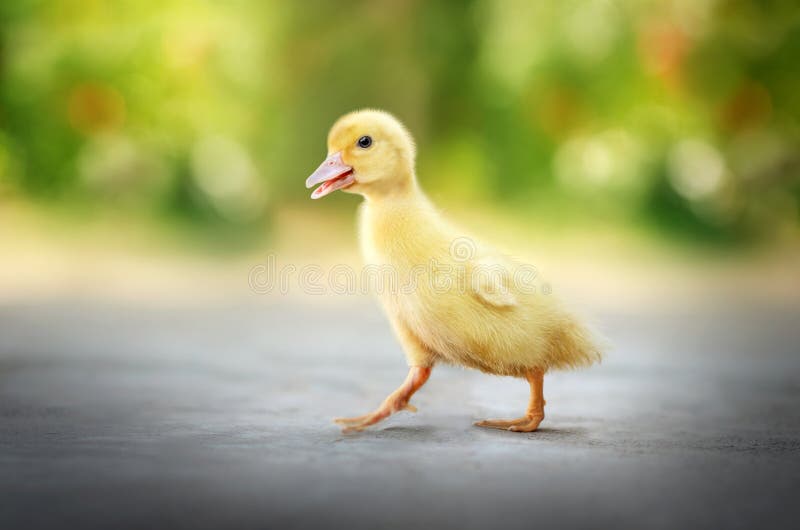 Cute Duckling Magical Portrait Bird Stock Photo - Image of bird ...