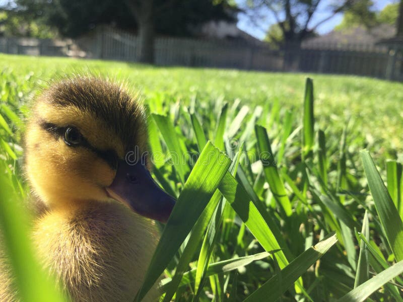 Cute duckling stock photo. Image of plant, bird, outdoors - 70891292