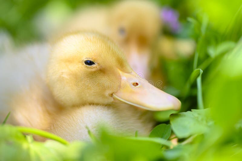Cute Duckling Relaxing stock image. Image of happy, beautiful - 155405755