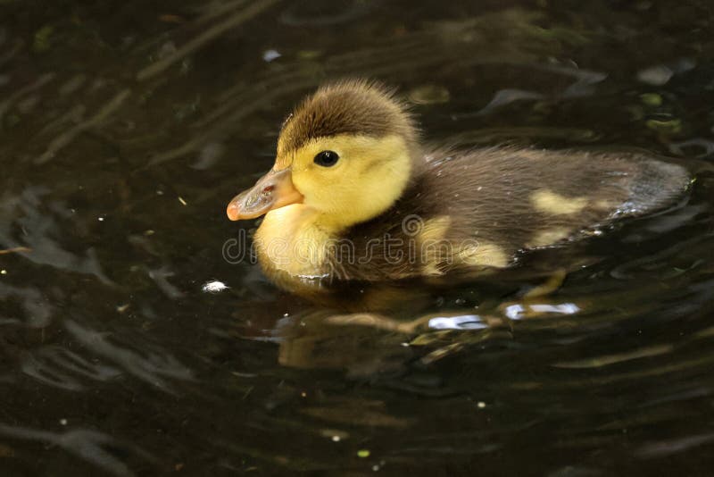 Cute duckling stock photo. Image of baby, head, feather - 293535044