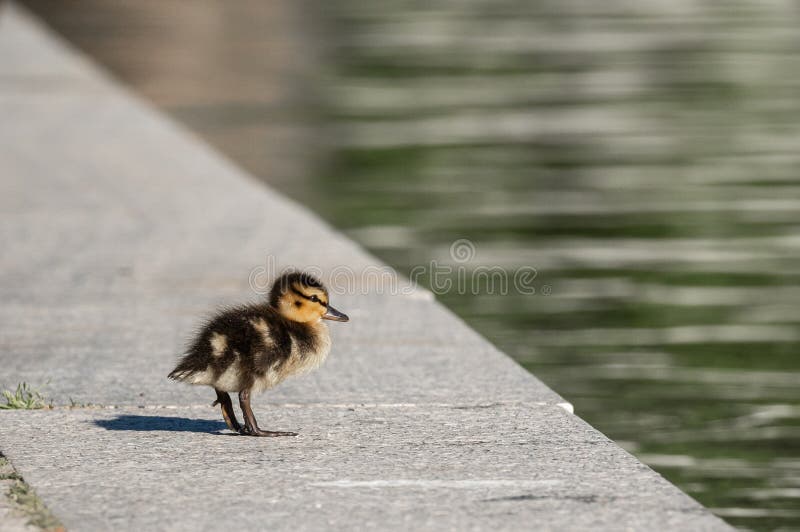 Cute Duckling Standing on a Concrete Surface by the Water on a Sunny ...