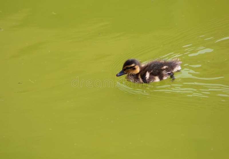 Cute Duckling Swimming in the Water Stock Image - Image of beautiful ...