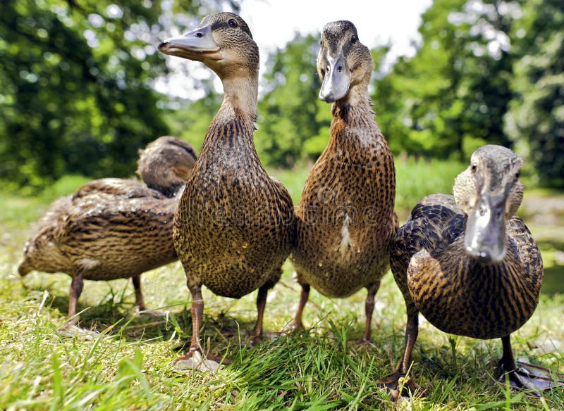Cute ducklings stock photo. Image of duck, animal, beak - 14903132