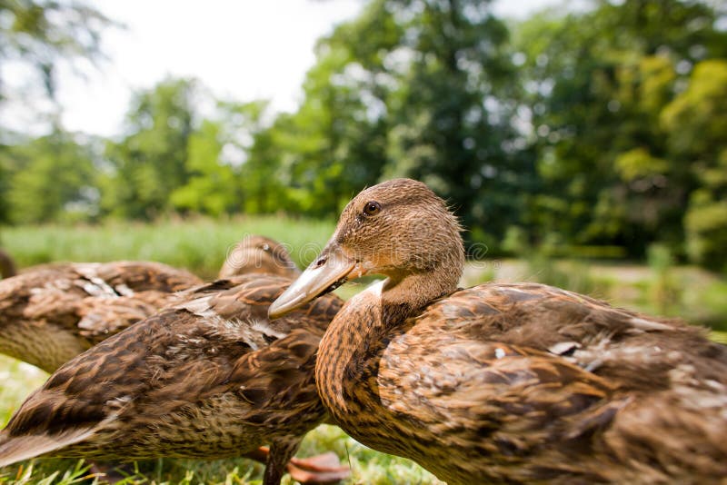 Cute ducklings stock photo. Image of fowls, adorable - 15723970