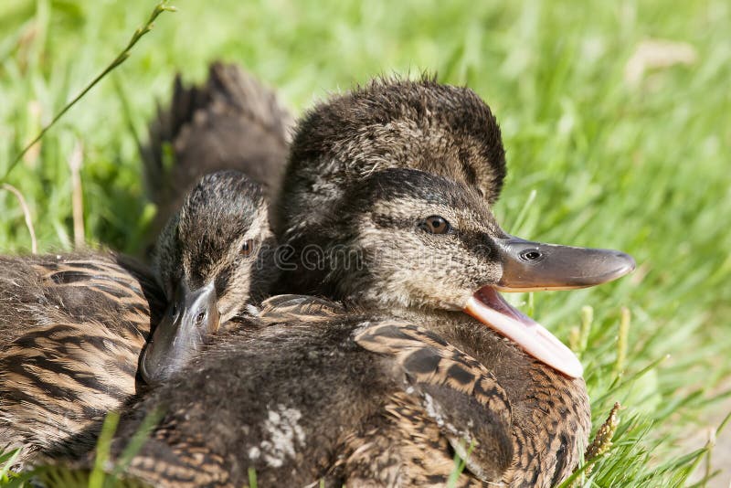 Cute ducklings stock photo. Image of wildlife, game, bird - 25915850