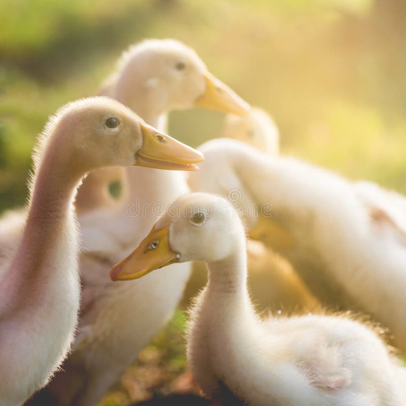 Cute ducklings stock image. Image of animal, fluffy, sunlight - 61005233