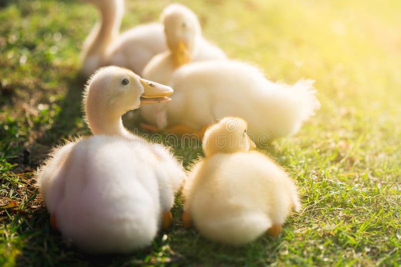 Cute ducklings stock photo. Image of animal, outdoor - 61834870