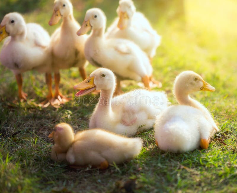Cute ducklings stock photo. Image of cute, grass, feather - 70475660