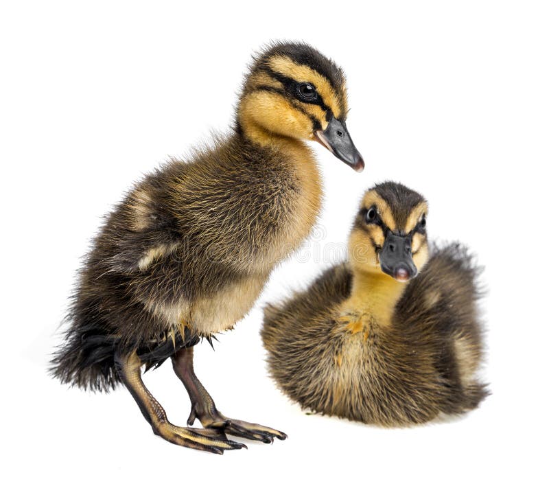 Cute ducklings stock photo. Image of isolation, domestic - 31090630