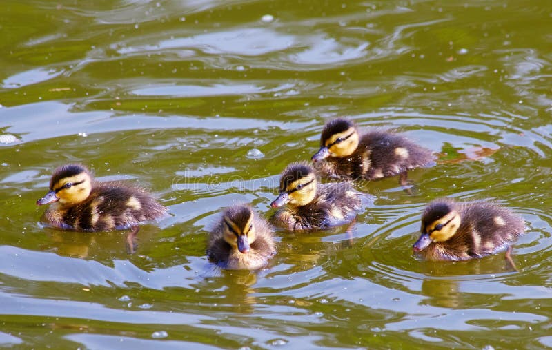 Cute ducklings stock photo. Image of fowls, adorable - 15723970