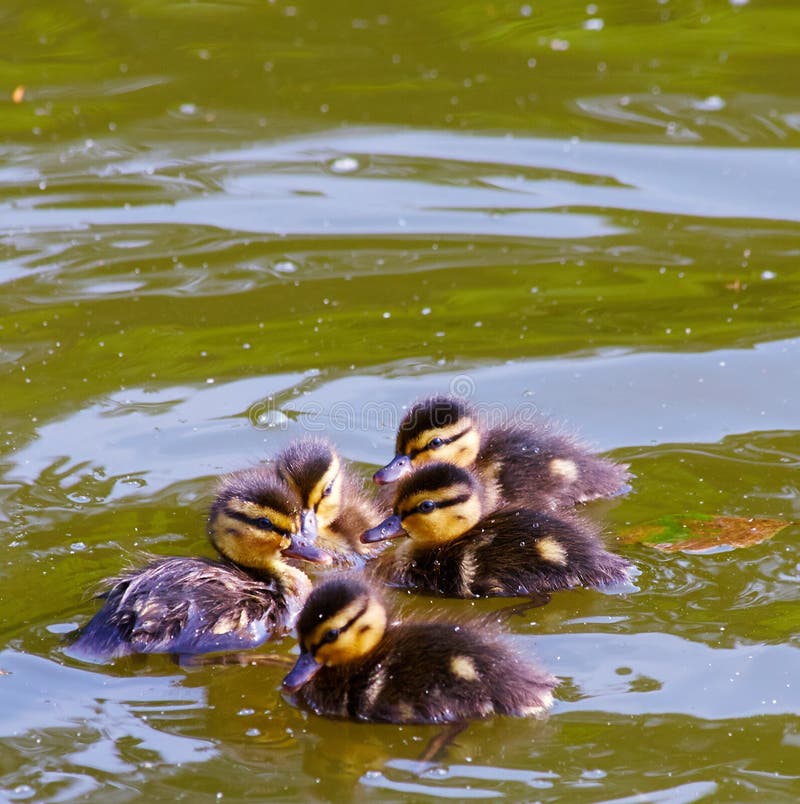 Cute ducklings stock photo. Image of fowls, adorable - 15723970