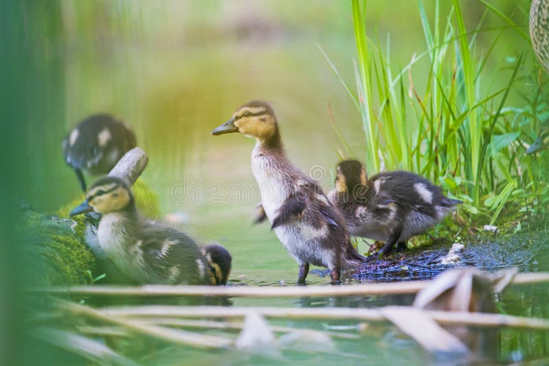 Cute Ducklings among the Spring Flood of the River Stock Photo - Image ...