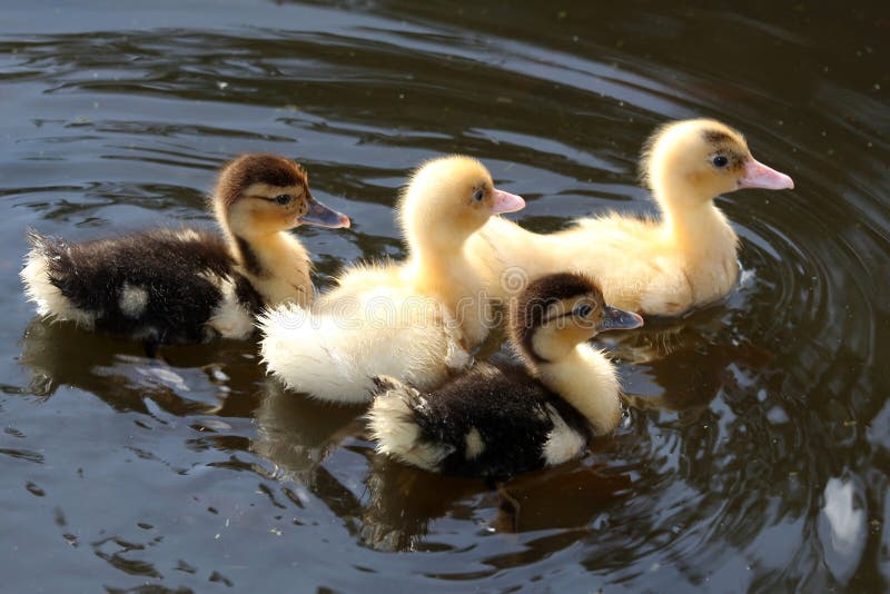 Cute Ducklings Swimming stock image. Image of bird, farm - 13225015