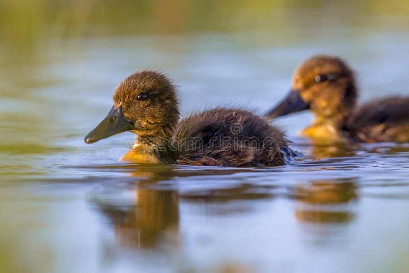 Playful Swimming Mallard Ducklings Stock Image - Image of swim, birds ...