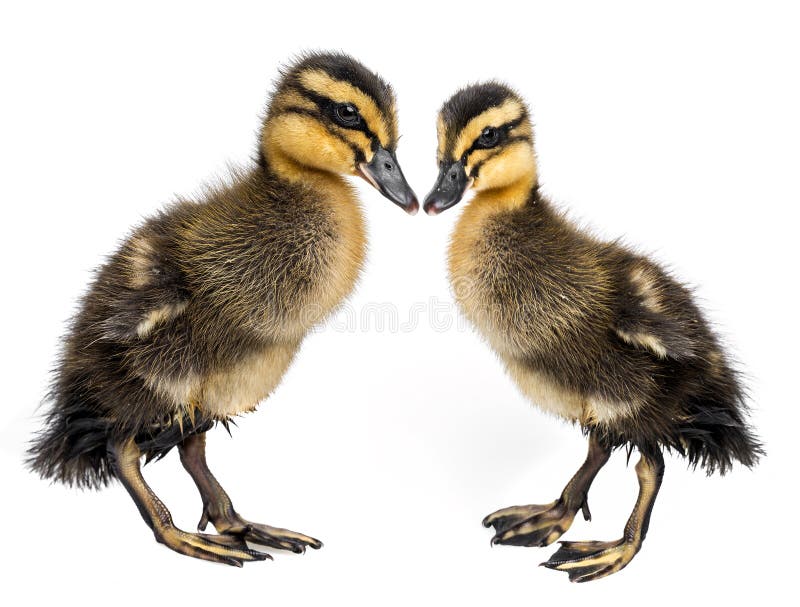Cute ducklings stock photo. Image of isolation, domestic - 31090630