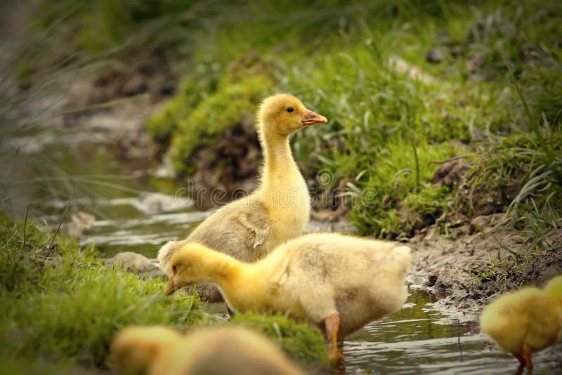Cute ducklings stock image. Image of bird, cute, aquatic - 80185955