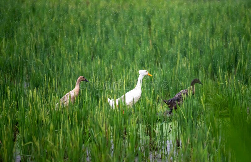 Cute Ducks in the Rice Field in Ubud Stock Photo - Image of ducks ...