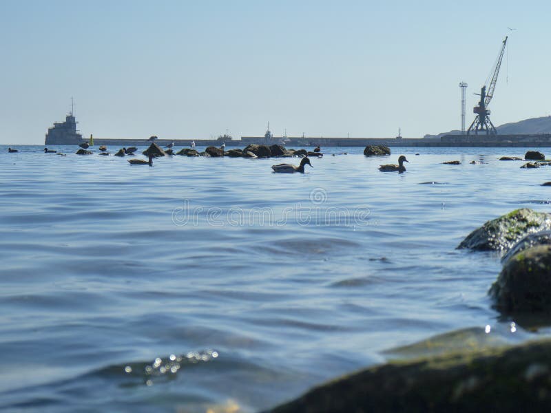 Cute Ducks, Seagulls on Black Sea Stock Photo - Image of ...