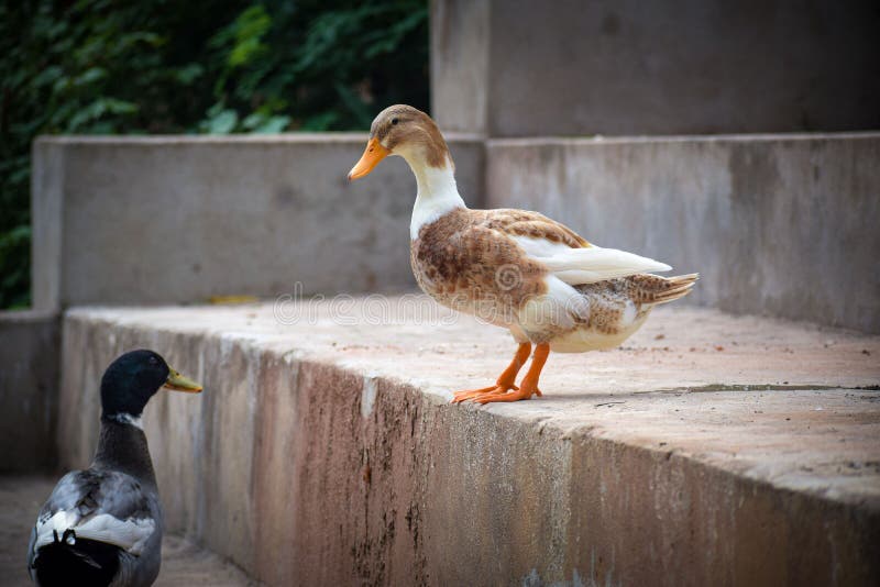 Cute Ducks Standing on the Staircase. Stock Photo - Image of beautiful ...