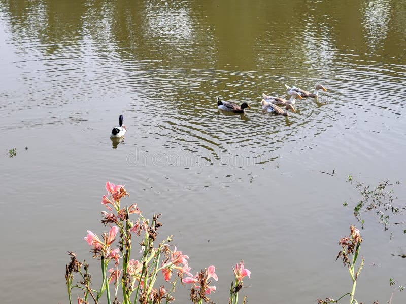 Cute Ducks Swimming in a Lake Stock Image - Image of swimming, lake ...