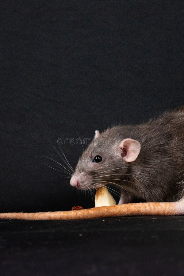 Dumbo pet rat stock image. Image of isolated, white - 321981057