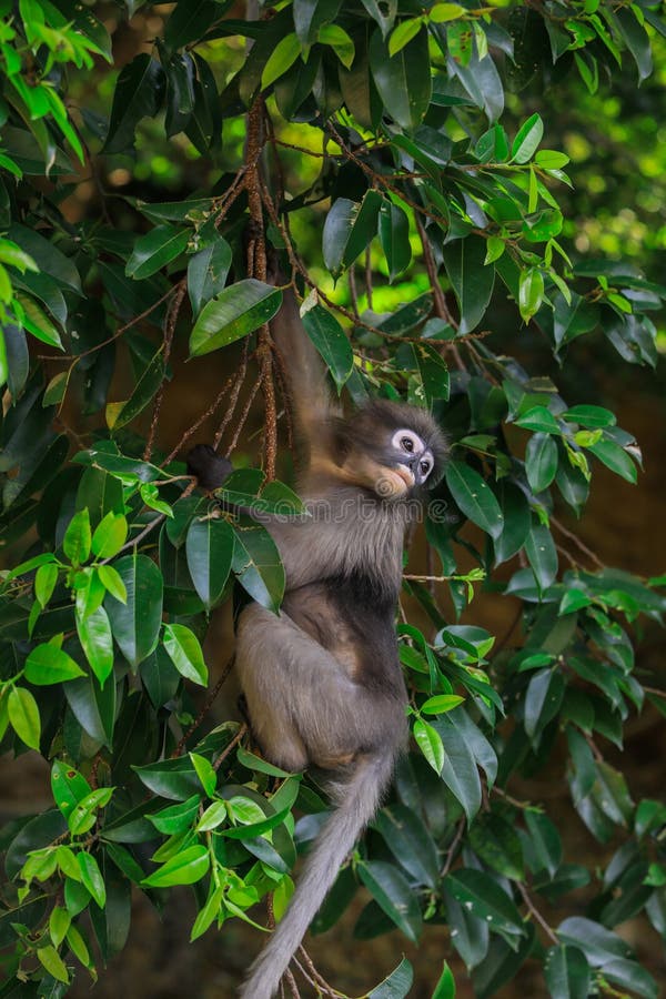 Cute Dusky Leaf Monkey Baby in the Forest. Ang Thong National Park ...
