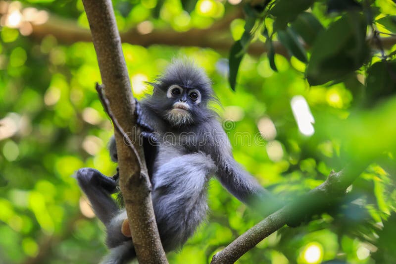 Cute Dusky Langur Monkey Inside the Green Trees in the Rain Forest ...