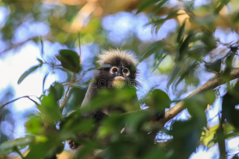 Cute Dusky Langur Monkey Inside the Green Trees in the Rain Forest ...