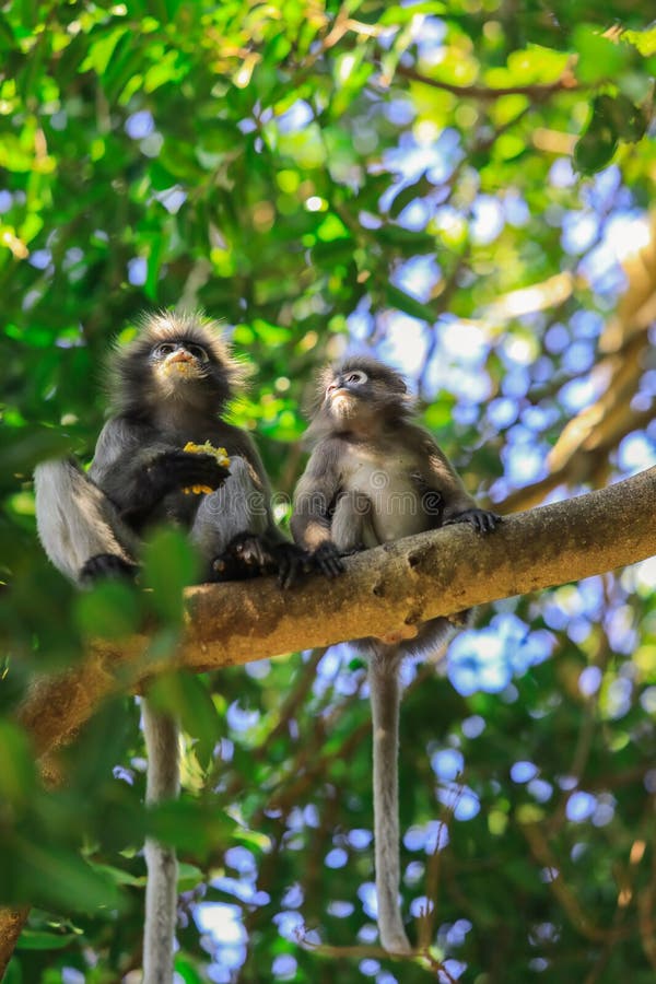 Cute Dusky Langur Monkey Inside the Green Trees in the Rain Forest ...