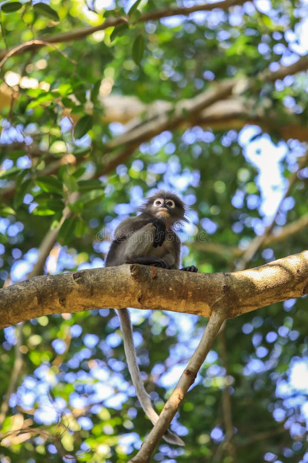 Cute Dusky Langur Monkey Inside the Green Trees in the Rain Forest ...