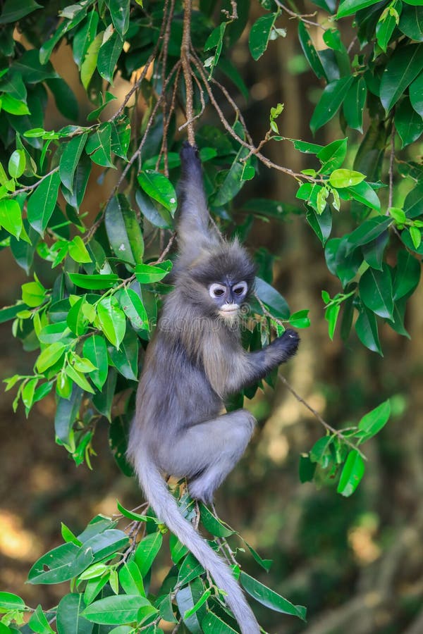 Cute Dusky Langur Monkey Inside the Green Trees in the Rain Forest ...