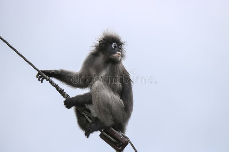 Monkey on Wire stock image. Image of playing, forest - 44141795