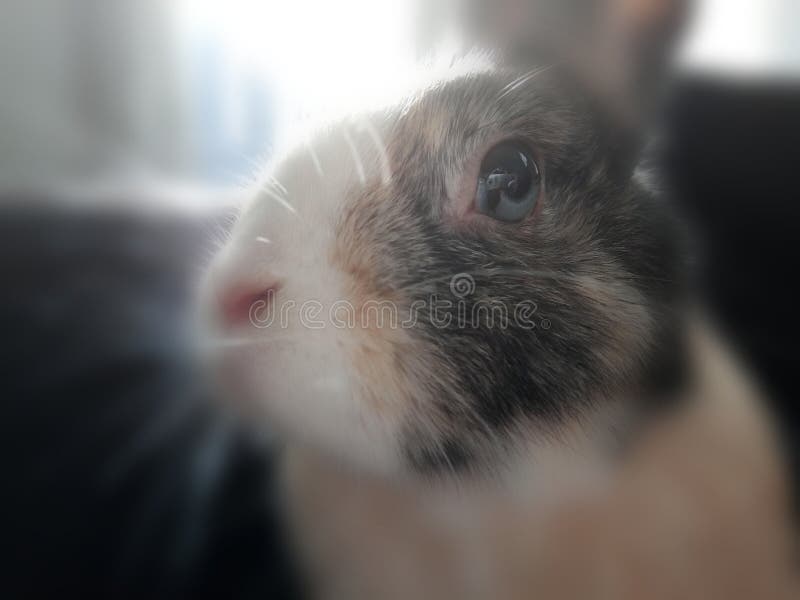Cute Dutch rabbit pet stock photo. Image of bunny, breed - 201007510