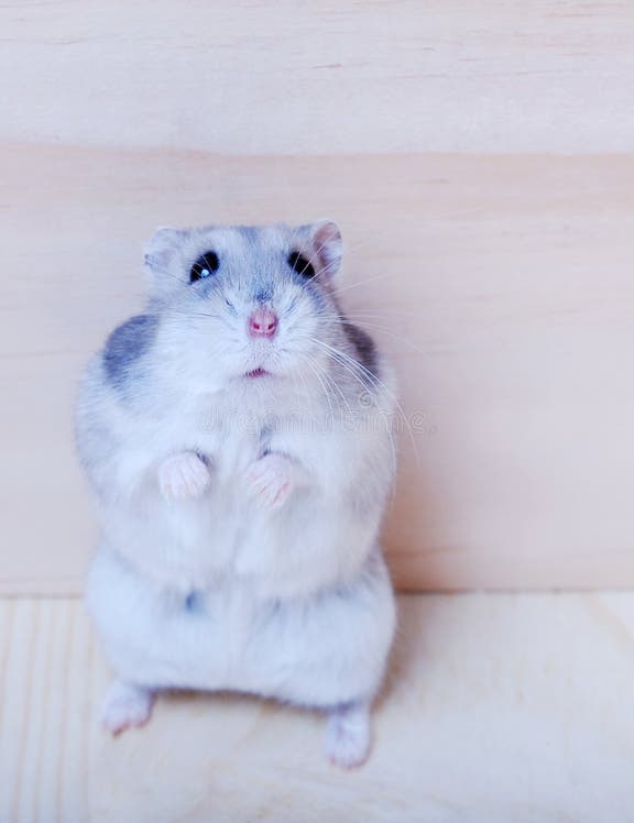 Cute Dwarf Hamster stock photo. Image of sneaky, smelling - 13220136
