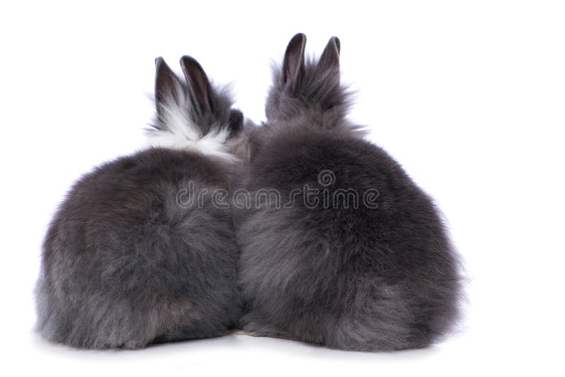 Pet Rabbit Behind the House Stock Image - Image of rabbit, house: 164309535